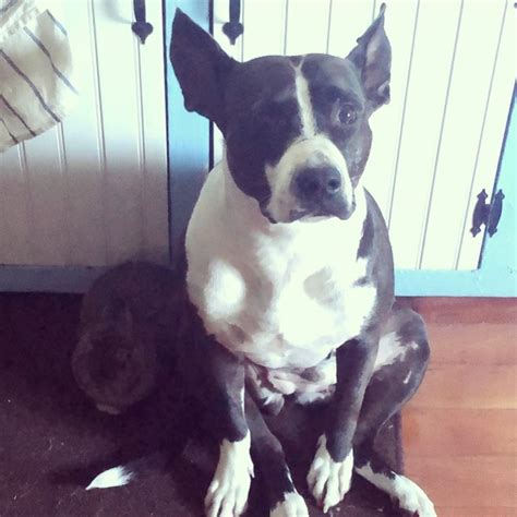 Pittie Posse Rescue And Sanctuary Home Facebook