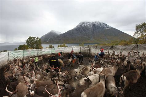 Our Souls Touch Sámi Reindeer Herders Survival International