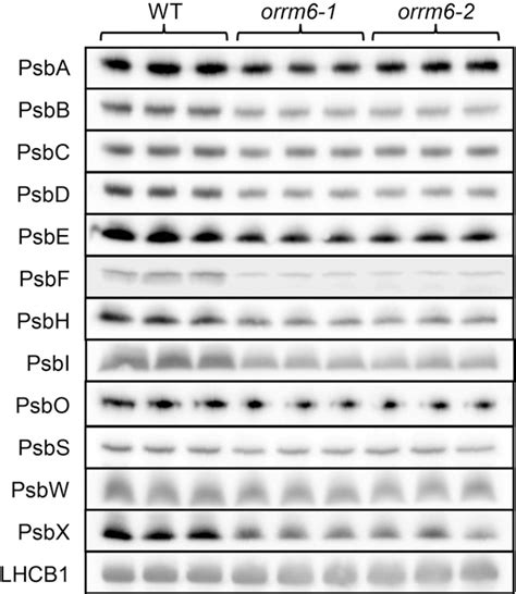 Figure 3 From An Organelle Rna Recognition Motif Protein Is Required For Photosystem Ii Subunit