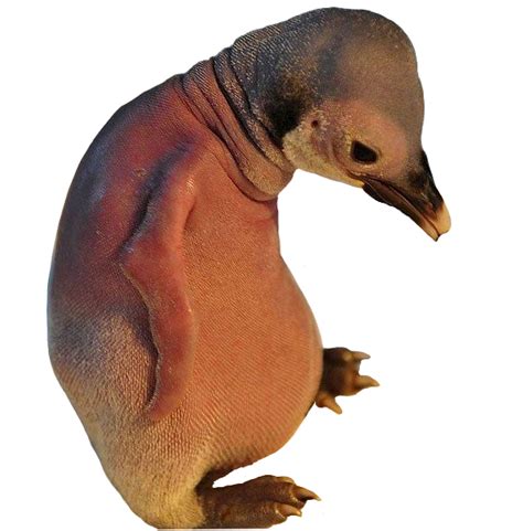 Featherless Penguin