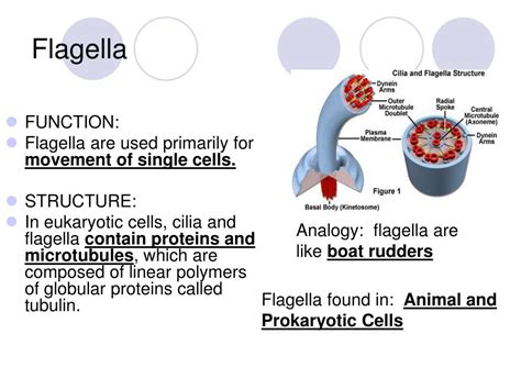 Ppt Cell Structure Powerpoint Presentation Free Download Id1115539