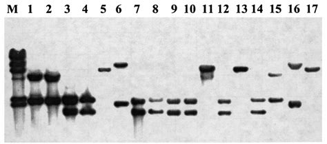 Southern Blot Of Eco Ri Digested Genomic Dnas From L Monocytogenes