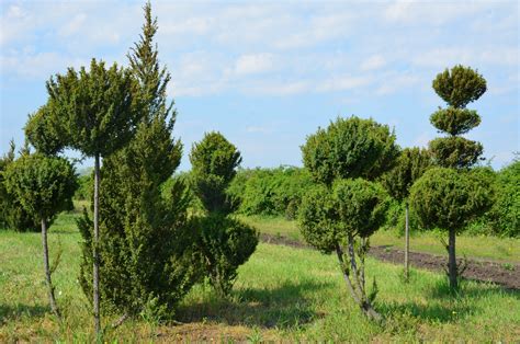Можжевельник обыкновенный формированный. Juniperus Hibernica forma ...