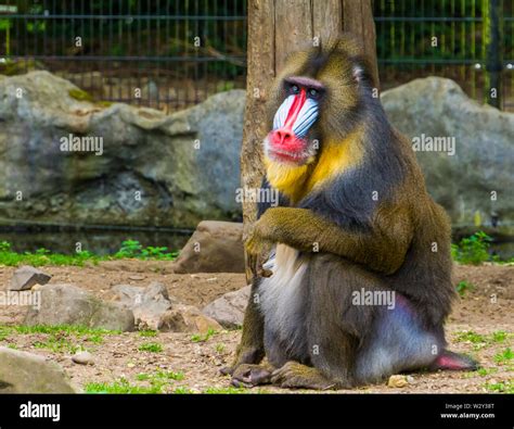 African Mandrill