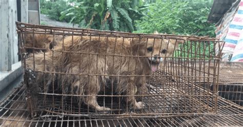 15 Million People Sign Petition To Ban Yulin Dog Meat Festival In