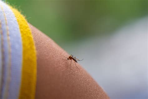 What Mosquitoes Are Attracted To Unveiling Their Preferences Bug Domain