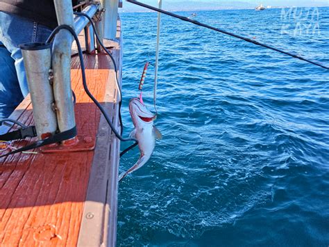 동해 대구낚시 대구 잡는 채비부터 준비물까지 총정리 네이버 블로그