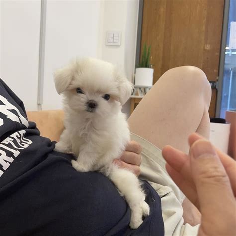 분양후기 09 01 말티즈 분양후기 유어펫 공식사이트 강아지분양고양이분양