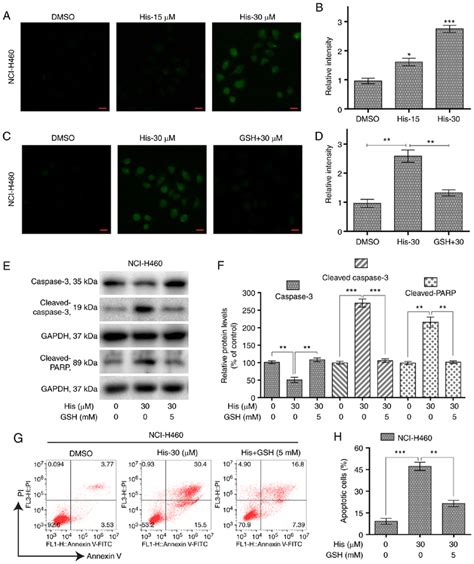 Hispidulin Induces Ros Dependent Apoptosis In Human Non Small Cell Lung