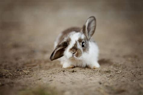 Cómo saber si un conejo es enano Mundo Conejitos Razas pequeñas