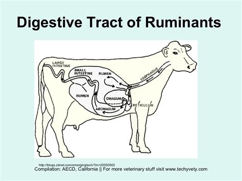 Intro To Ruminant Digestion