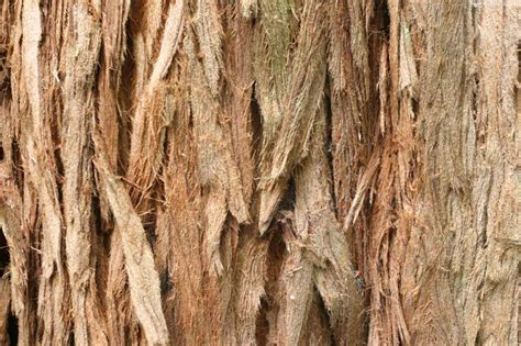 Coastal Redwood Bark Sequoia Sempervirens Humboldt Redwoods State