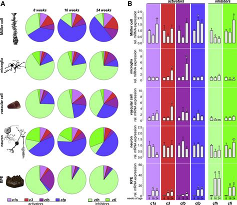 Cell Type Specific Complement Expression In The Healthy And Diseased