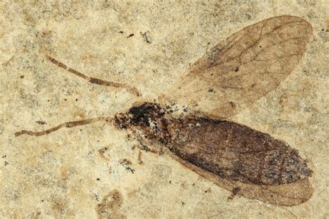 51 Detailed Fossil Fly Plecia France 254344 For Sale