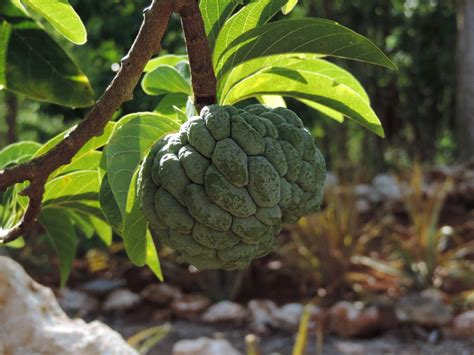 Sugar Apple Fruit Flavorful Wallpaper Wallpapersok