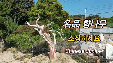 819번 향나무 판매중 이 자체가 작품이 되는 名品 Chinese Juniper 분양합니다 판매가격은 더보기란에