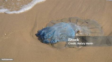 죽은 해파리가 해변에서 씻겨 나갔다 지중해 해안에서 Rhopilema Nomadica 해파리 독이있는 쏘는 세포가있는 구두