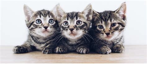 Siamese Networks Introduction And Implementation By Aditya Dutt Tds Archive Medium