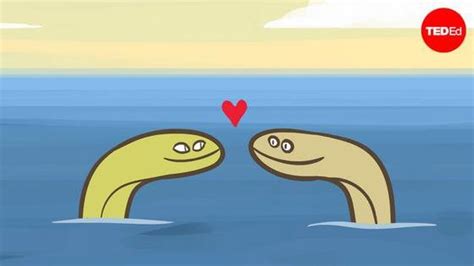 No One Can Figure Out How Eels Have Sex The Most Ecological Way Of Mating Perhaps R Marinebiology