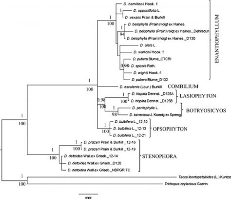 Bayesian Tree Of Dioscorea Dataset Matk Rbcl Atpb Rbcl And Ndhf Download Scientific Diagram