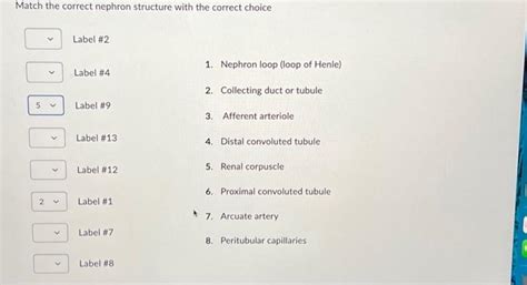 solved match the correct nephron structure with the