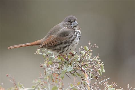 Fox Sparrow Thick Billed Fox Sparrow 1