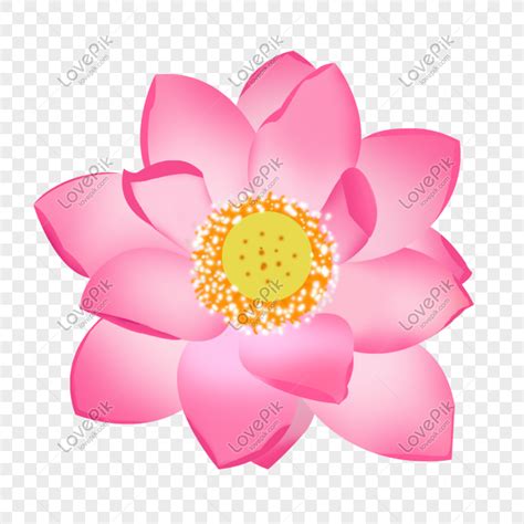 로터스 손으로 그린 그림 Png 일러스트 무료 다운로드 Lovepik