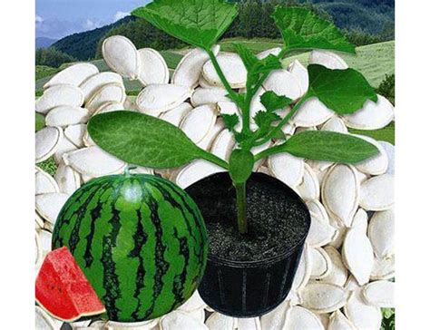 Shandong Seed Information Network