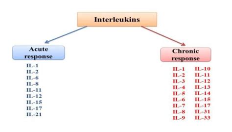 Interleukins Involved In Acute And Chronic Inflammatory Responses 31