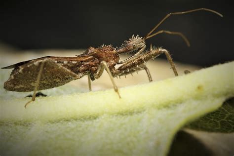 Spined Assassin Bug Sinea Diadema Photo By Alfredo Colon