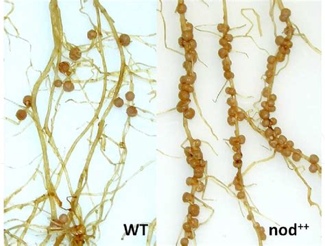 Figure 1 From Chapter 2 The Development And Regulation Of Soybean