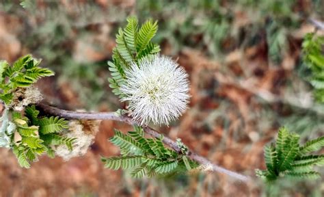 El Timbe Un árbol Que Salva Ecosistemas Y Promueve La Biotecnología Mundo Nuestro