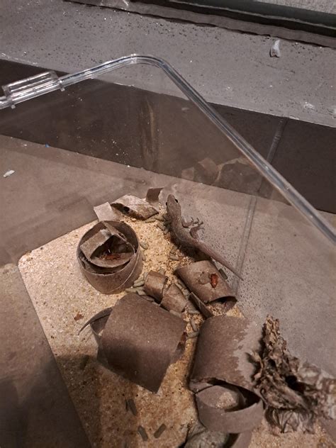 Welp Now I Know Why My Turkistan Roach Populatio Has Been Decreasing