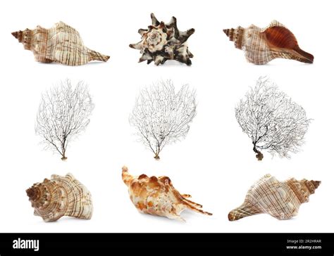 Set Of Different Exotic Sea Shells And Branching Corals On White