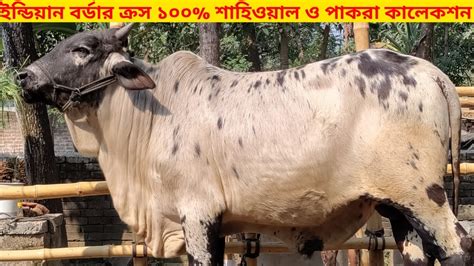 ইন্ডিয়ান বর্ডার ক্রস ১০০ শাহিওয়াল ও পাক্রা কালেকশন Youtube