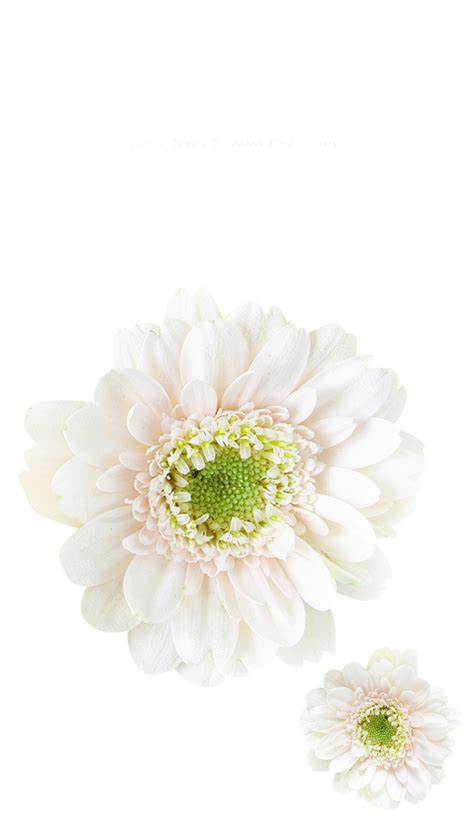 Png透明背景素材