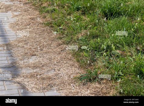 A Pedestrian Path Made Of Concrete Tiles Overgrown With Grass Grass