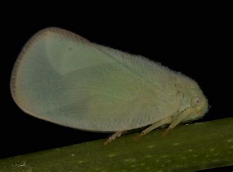 Planthopper Bugguidenet