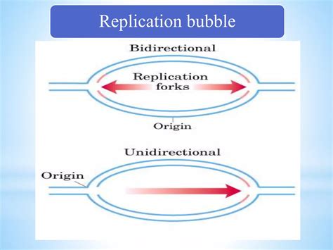 Dna Replication In Eukaryotes Pptx