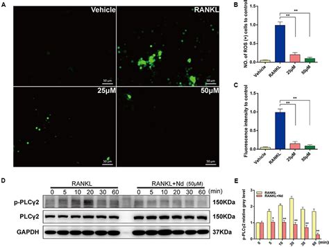 Frontiers Nardosinone Suppresses Rankl Induced Osteoclastogenesis And