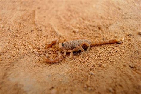 19 Types Of Scorpions In Texas With Pictures