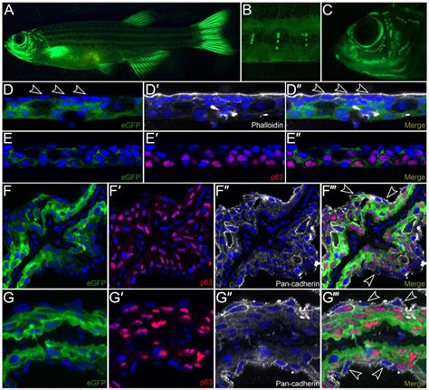 Characterization Of Krtt1c19eegfp Transgenic Adult Zebrafish A C