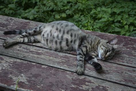 Pregnant Cat Resting Cat With A Big Belly Lying On The Concrete Stock