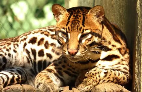 Ocelot Description Habitat Image Diet And Interesting Facts