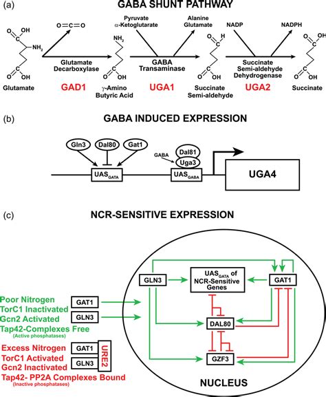 A The Gaba Shunt Pathway B Cis And Trans‐acting Factors That