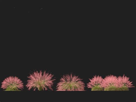 3d Model Muhly Grass Pink Muhlygrass Turbosquid 2139450