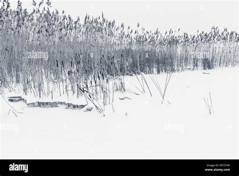 Winter Landscape With Dry Coastal Reed In White Snow Monochrome Toned