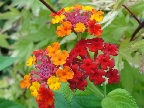 картинки : Lantana, цветок, цветущее растение, Флора, Лантана Камара ...