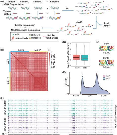 Technical Design And Validation Of Strategy Of LowInput Multibarcode Download Scientific