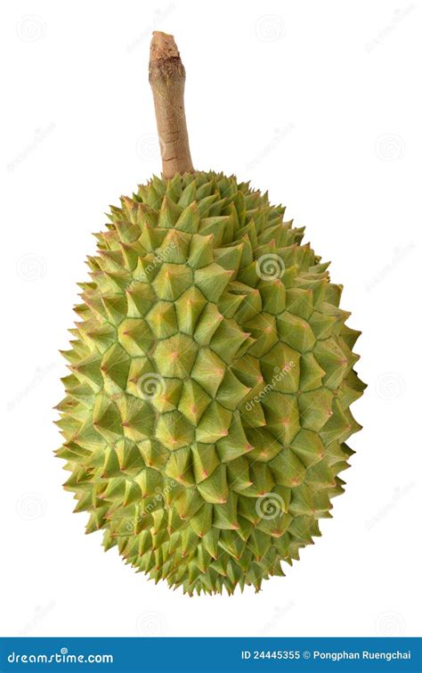 Durian Stock Image Image Of Isolated Large Freshness 24445355